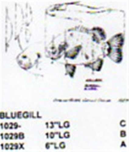 Bluegill Mouth Open-Mouth Closed 10" Long Hummul Carving Company ...
