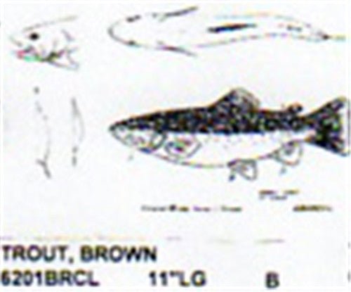 Brown Trout Mouth Closed 11" long Color Stiller Carving Pattern ...