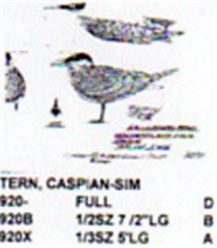 Caspian Tern Standing 1/3 Size Hummul Carving Company – Cherry Tree Toys