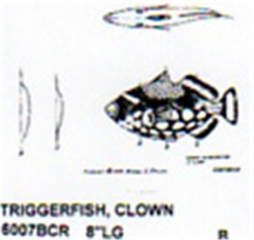 Clown Trigger Fish Mouth Closed 8" Long Color Hummul Carving Company ...