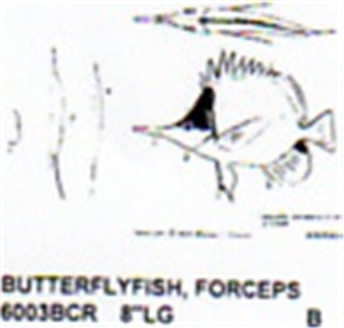 Forceps Butterfly Fish Mouth Closed 8" Long Color Hummul Carving ...