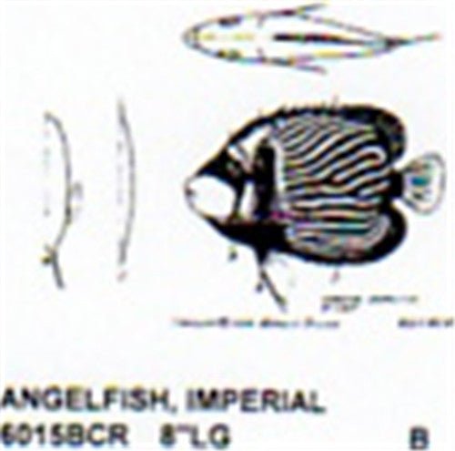 Imperial Angel Fish Mouth Closed 8" Long Color Hummul Carving Company ...