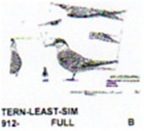 Least Tern Standing Carving Pattern Hummul Carving Company – Cherry ...