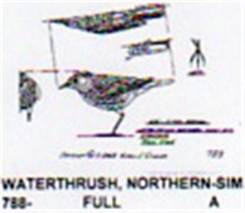 Northern Water Thrush Standing/Tail Up Hummul Carving Company – Cherry ...