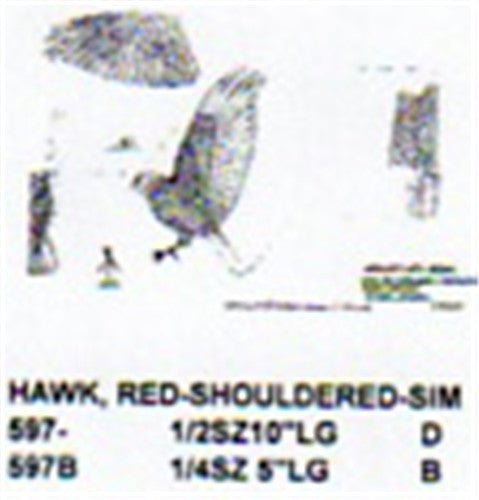 Red Shouldered Hawk Landing Carving Pattern Hummul Carving Company ...