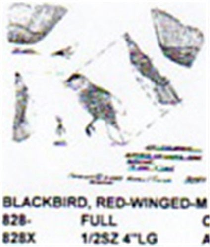 Red Winged Blackbird Displaying Carving Pattern Hummul Carving Company ...