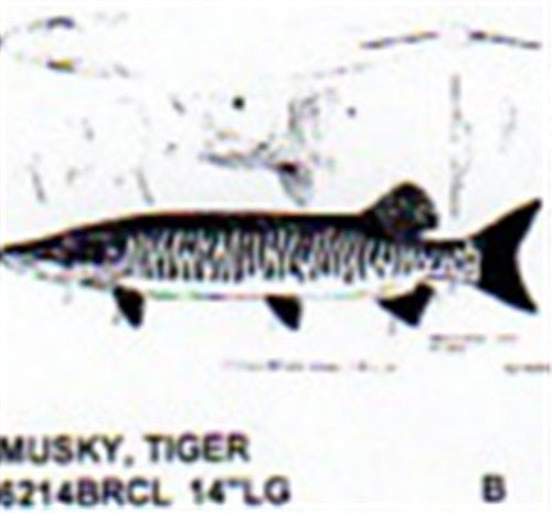 Tiger Musky Mouth Closed 14" Long Color Hummul Carving Company – Cherry ...